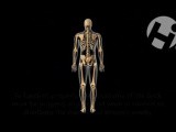 Normal Back Mechanics • Video • MEDtube.net