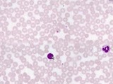 Blood Smear - Histology • Video • MEDtube.net